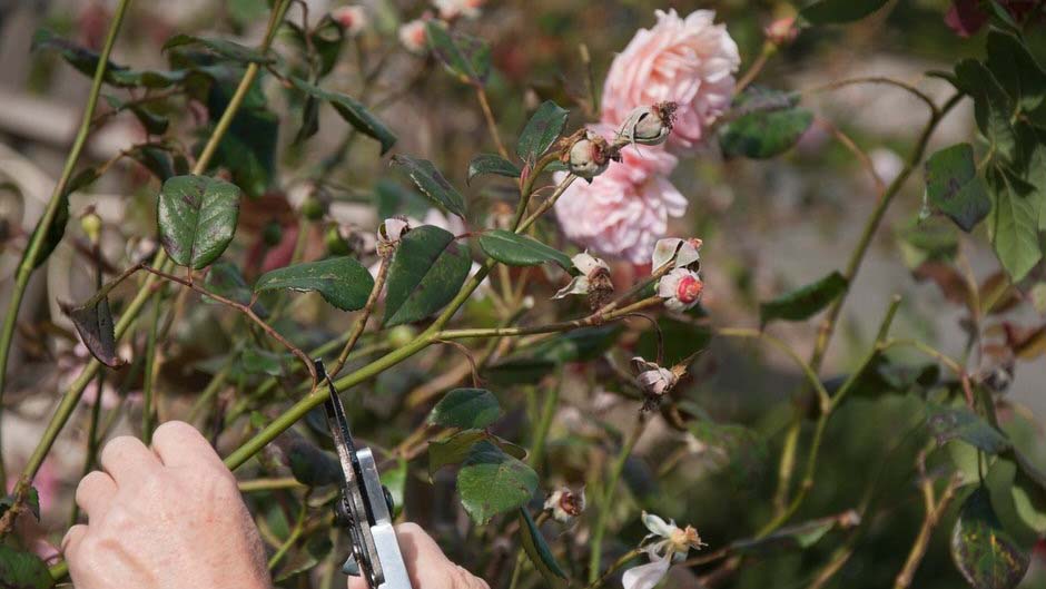 Jobs to do in the garden in August