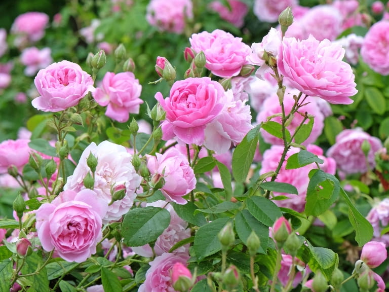 The best scented roses to bring fragrance to your garden